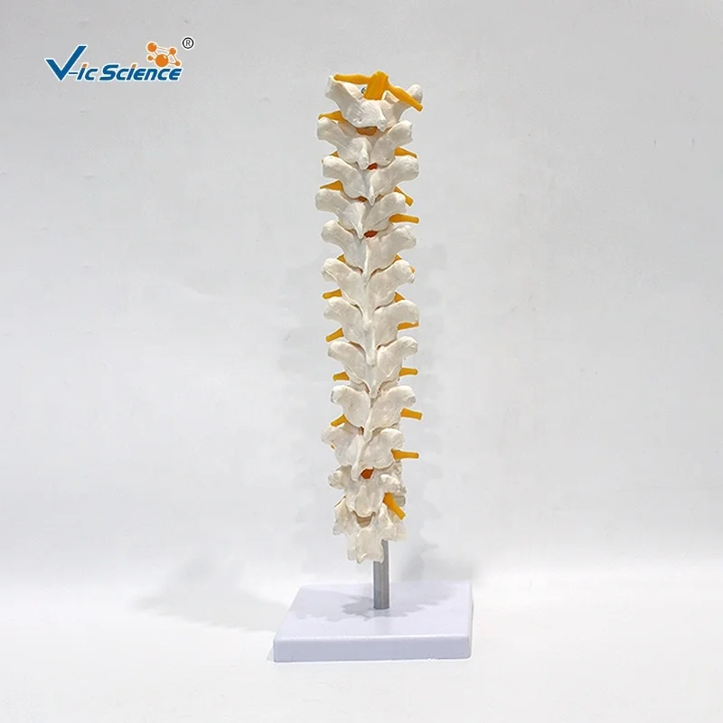 Thoracic Spinal Column Spinal Anatomical Model - Buy Thoracic Spinal ...