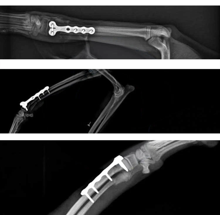 Veterinary Orthopedic Plates Small Animal AO Medical Alps Bone Locking ...