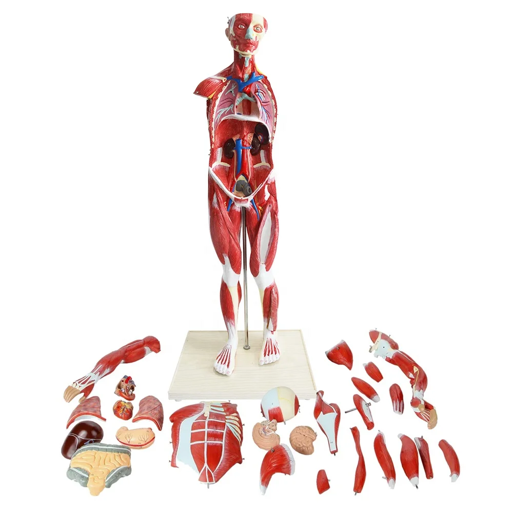 Human Body Muscle Anatomical Manikin Model FRT02906 Perfect 27 ...