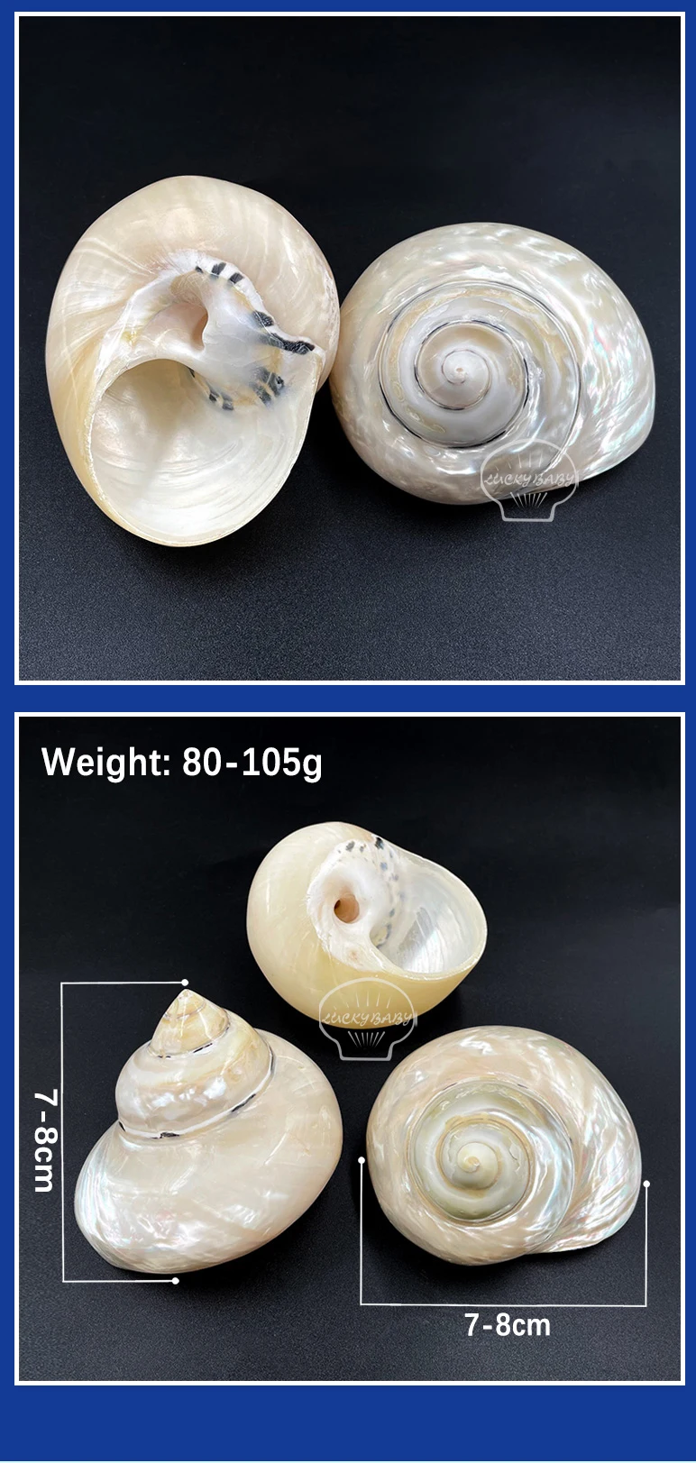 Natural Polished King Kong Conch Hermit Crab Shell for Sale