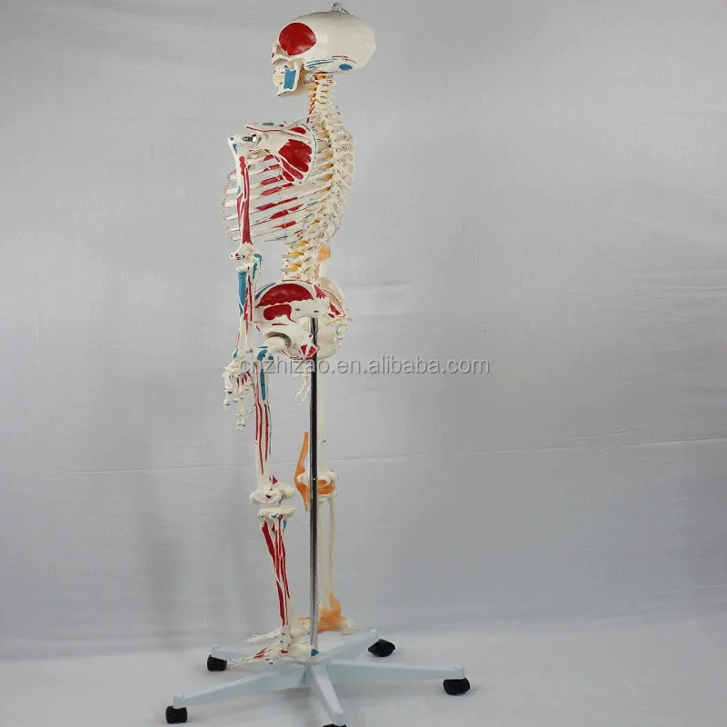 Life-sized Human Skeleton Simulator for Anatomy Education