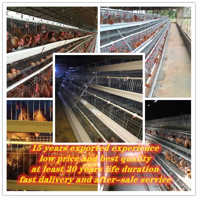 Chicken Laying Cage Galvanized Automatic A Type Chicken Cages Layer ...