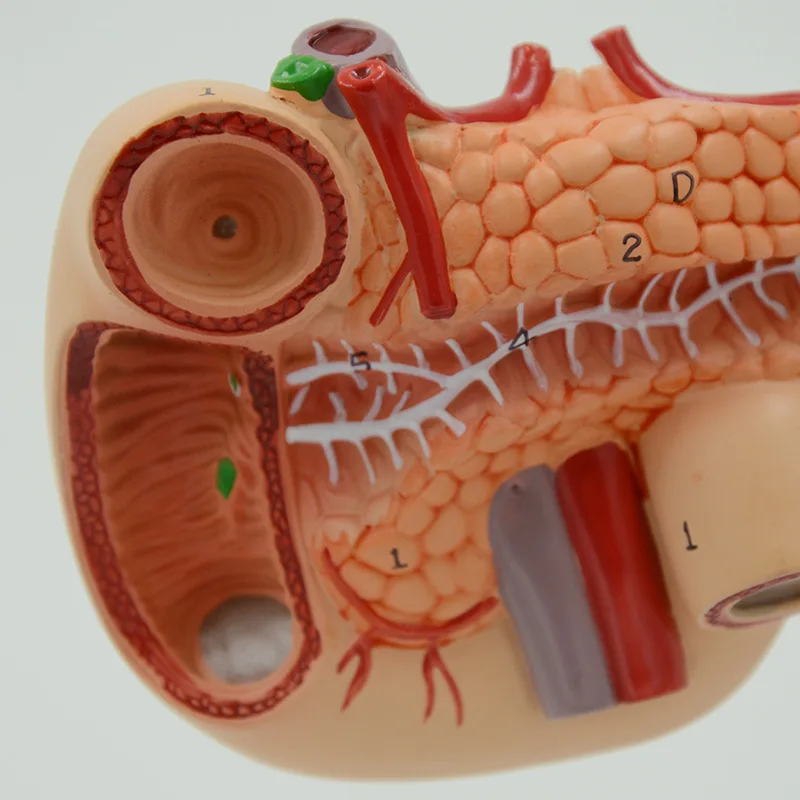 Anatomical Model Of Human Liver Spleen And Pancreas Digestive System ...