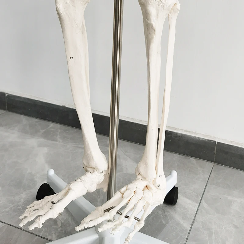 Human Education Skeleton Model - 170cm Life Size Model