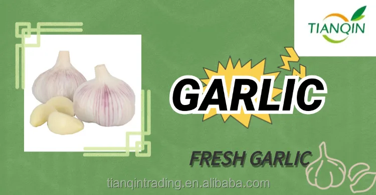 Fresh Garlic New Crop Normal White and Pure White Supply From China ...