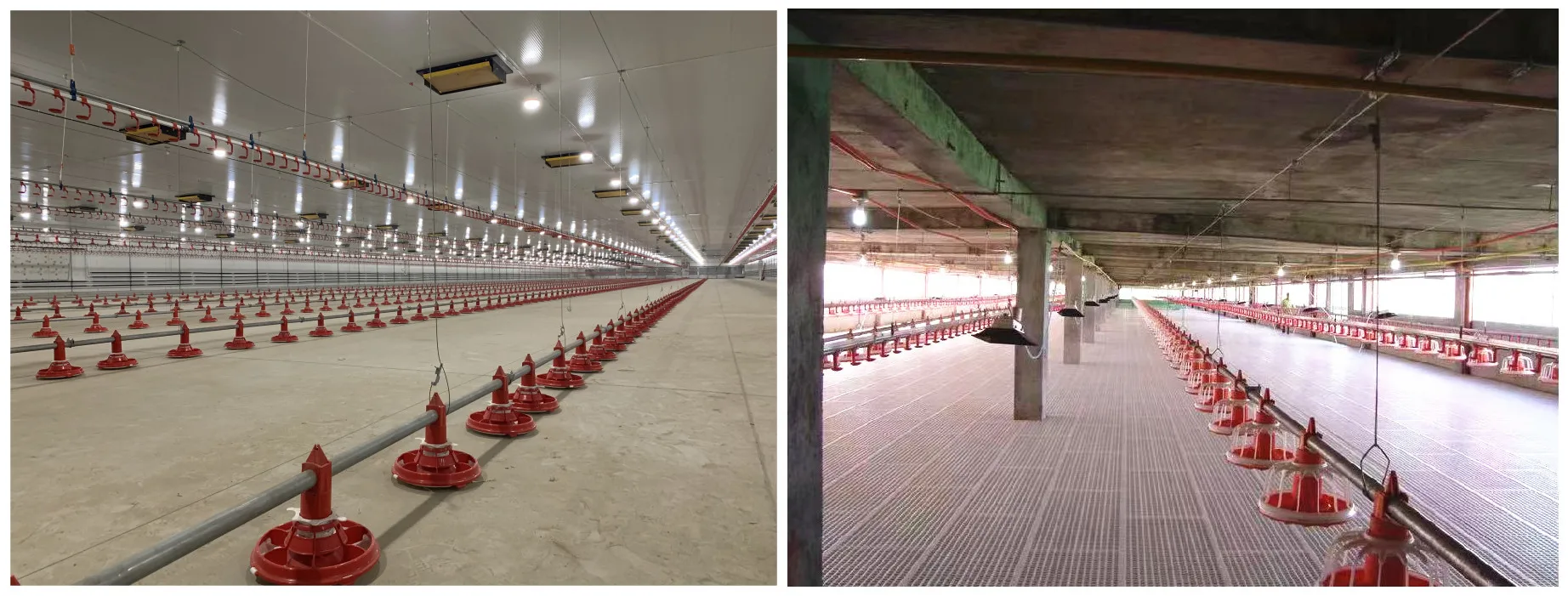 Broiler Feeder Auger System Breeding Houses Chicken Farm Automatic Pan ...