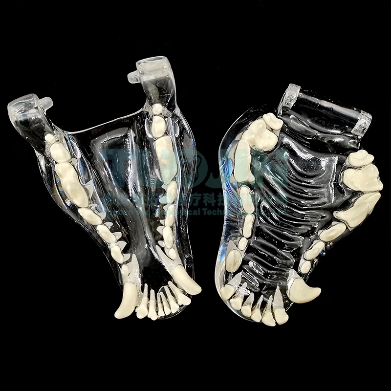 Canine Teeth Anatomy Model for Veterinary Education & Training, OEM