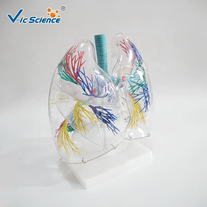Model Of The Transparent Lung Segment Model Of Human Body Organs Lung ...