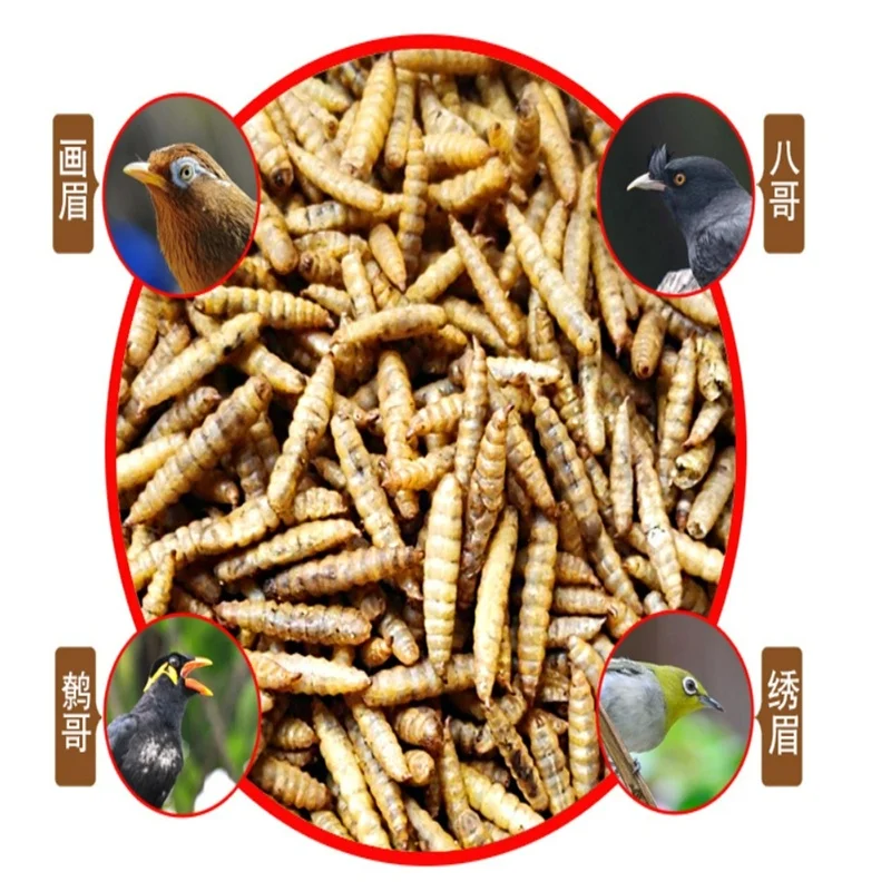 Dried Black Soldier Fly Larvae Bsf Insect Factory Wholesales Pet Food ...