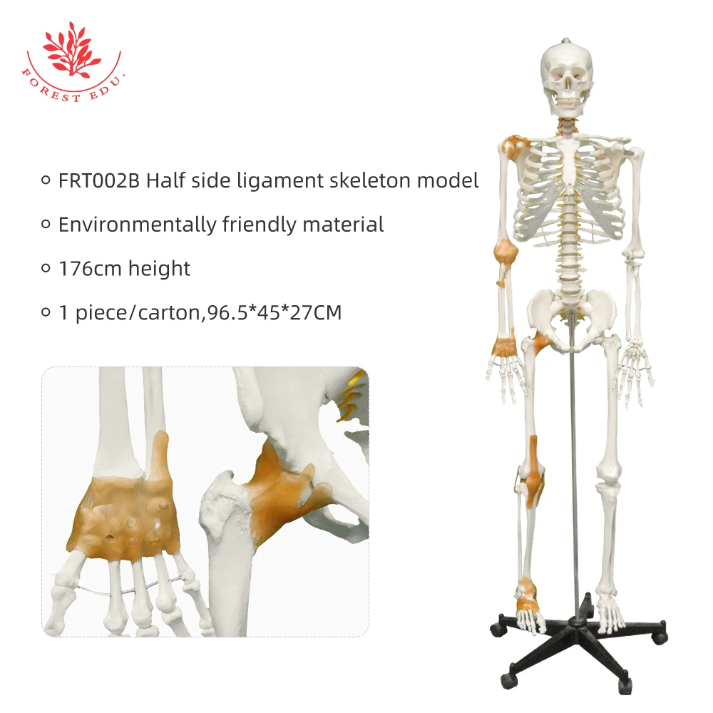 Human Skeleton Model FRT002B With One Side Ligaments Life Size ...