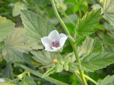 Althaea Officinalis L Althaea Officinalis Root Extract Powder 10:1 ...