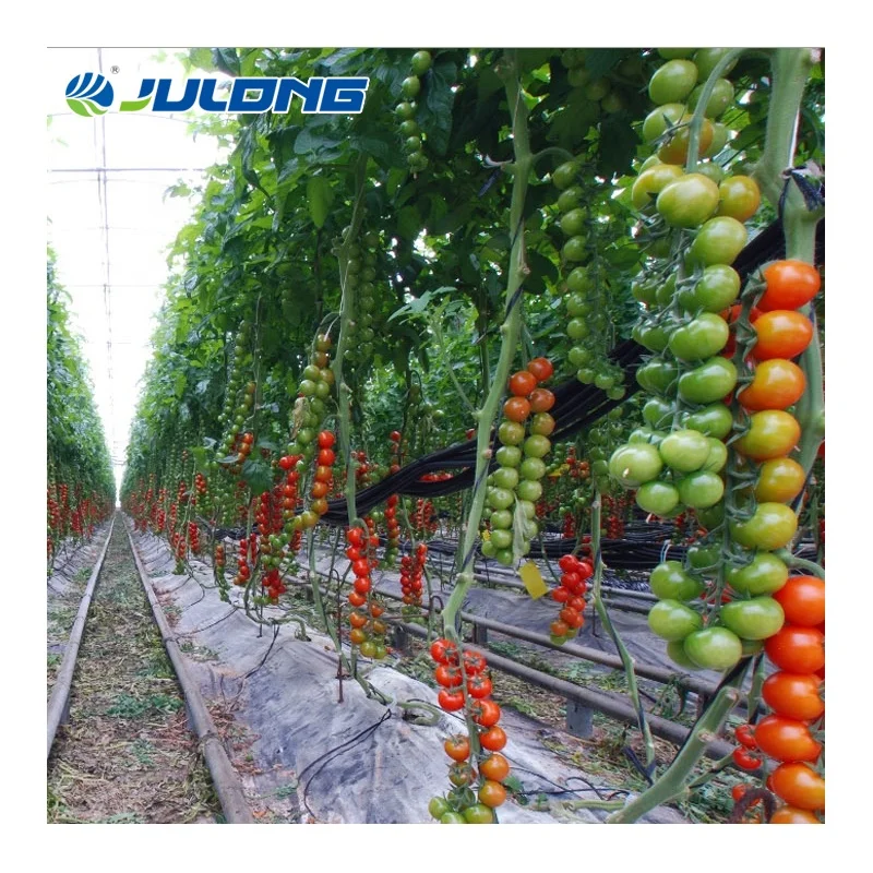 Tomato Growing System With Drip Irrigation And Cooling System ...