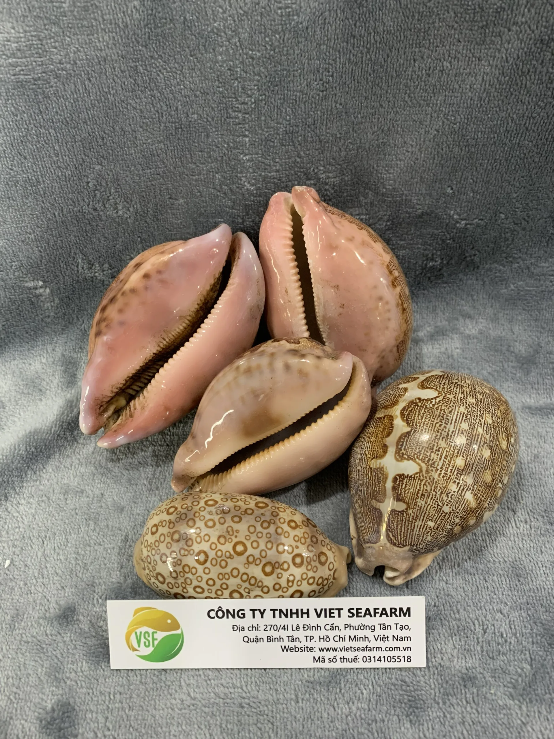 Leporicypraea Mappa Best Seller So Amazing Good Quality From Vietnam 2022 - Seashell - Buy ...