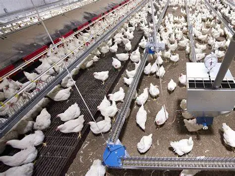 High Quality Breed Chain Rearing System Broiler Breeder Farm Equipment ...