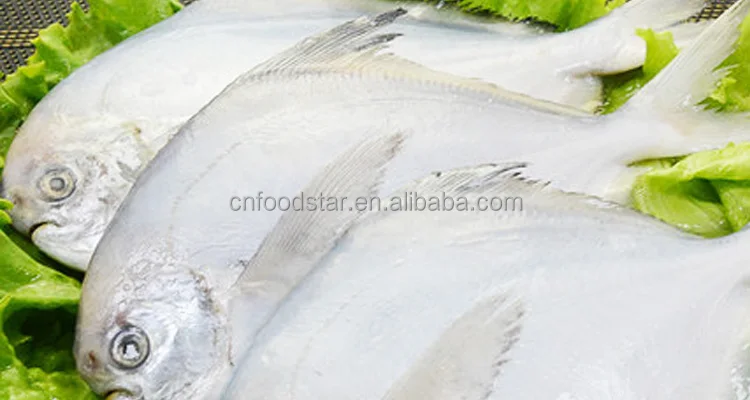 New Season Silver Pomfret Frozen White Pomfret Fish With Size 80-100 ...