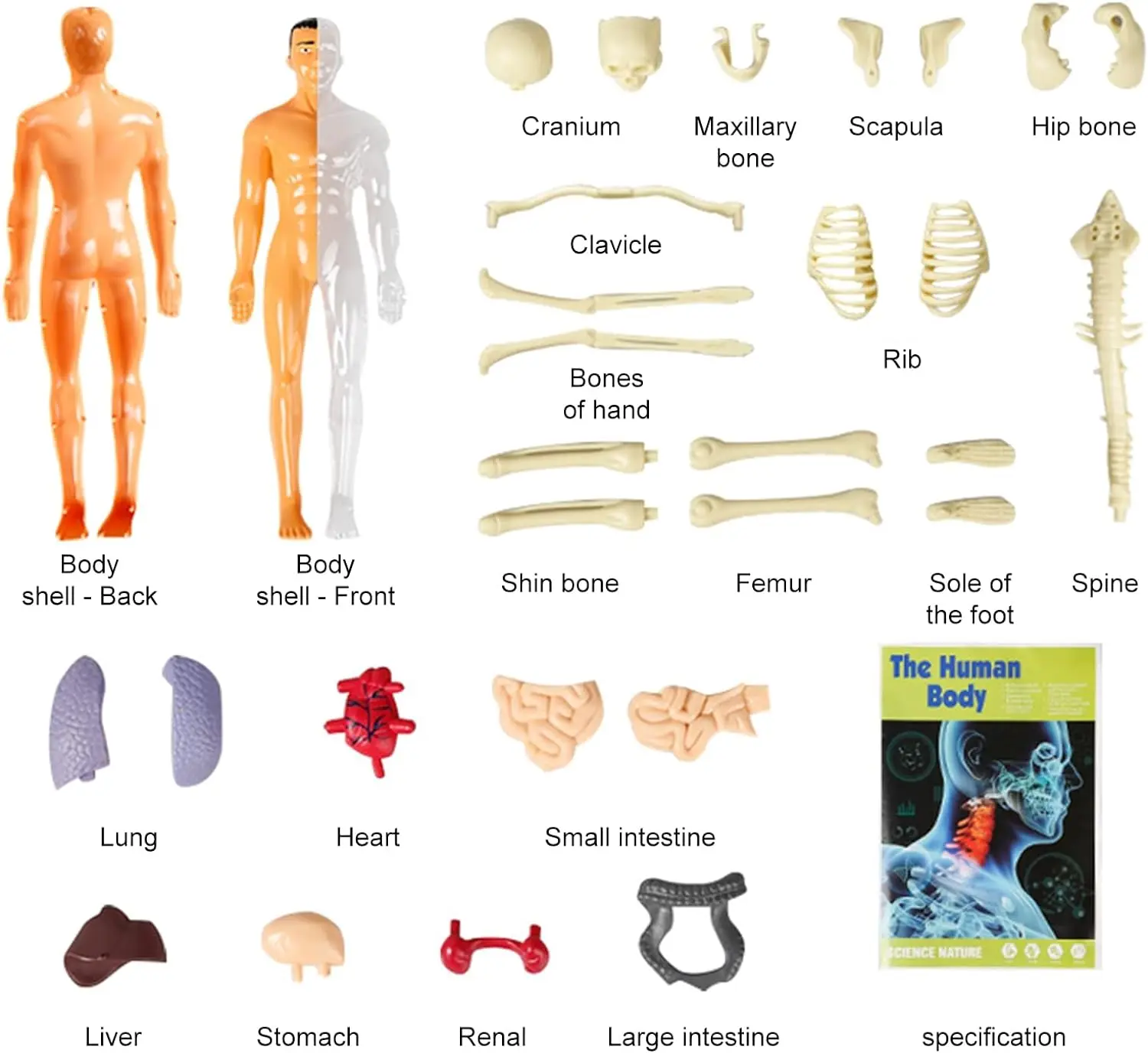 Kids Anatomy Toys Interactive Human Body Model DIY Assembled Human ...