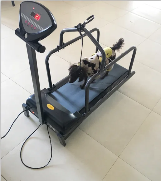 State-of-the-Art Rooster Exercise Machine for Pet Training - Eco ...