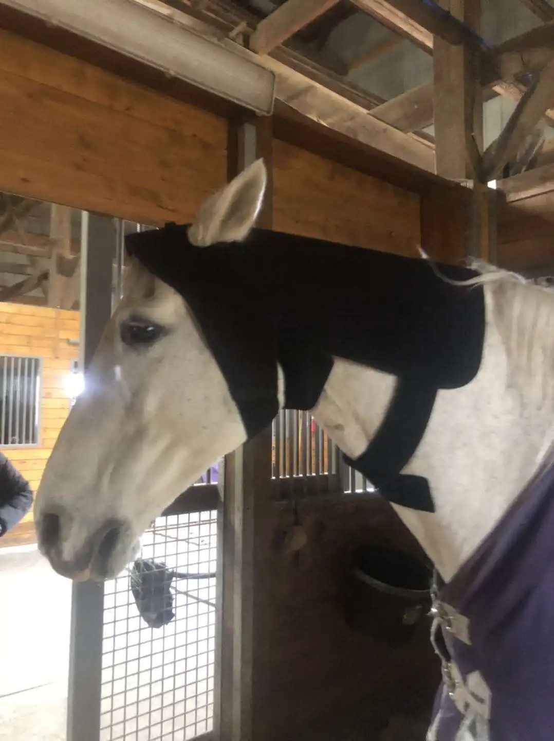 Equine LED Red Light Near Infrared Therapy Pad for Horses