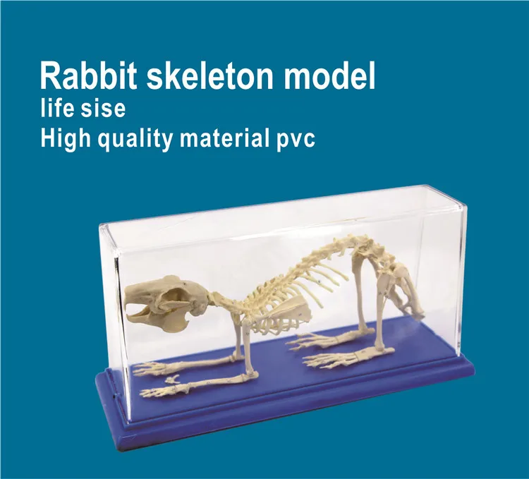 Advance PVC Animal Skeleton Model - Rabbit Anatomy