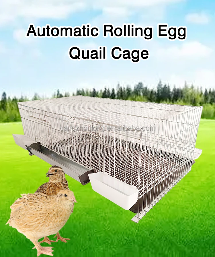 ZZ LMC 17 Egg Production Metal Foldable Live Poultry Feeder Drinker ...