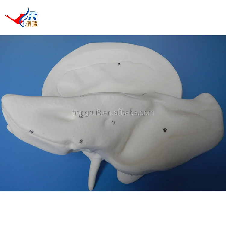 Temporal Bone Model,Bone Anatomy Model - Buy Temporal Bone,Human ...