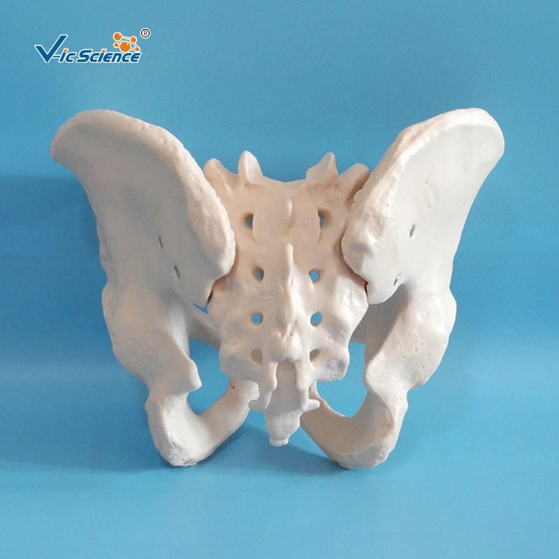 Adult Male Pelvis Pelvis Skeleton Model Pelvis Model - Buy Pelvis ...