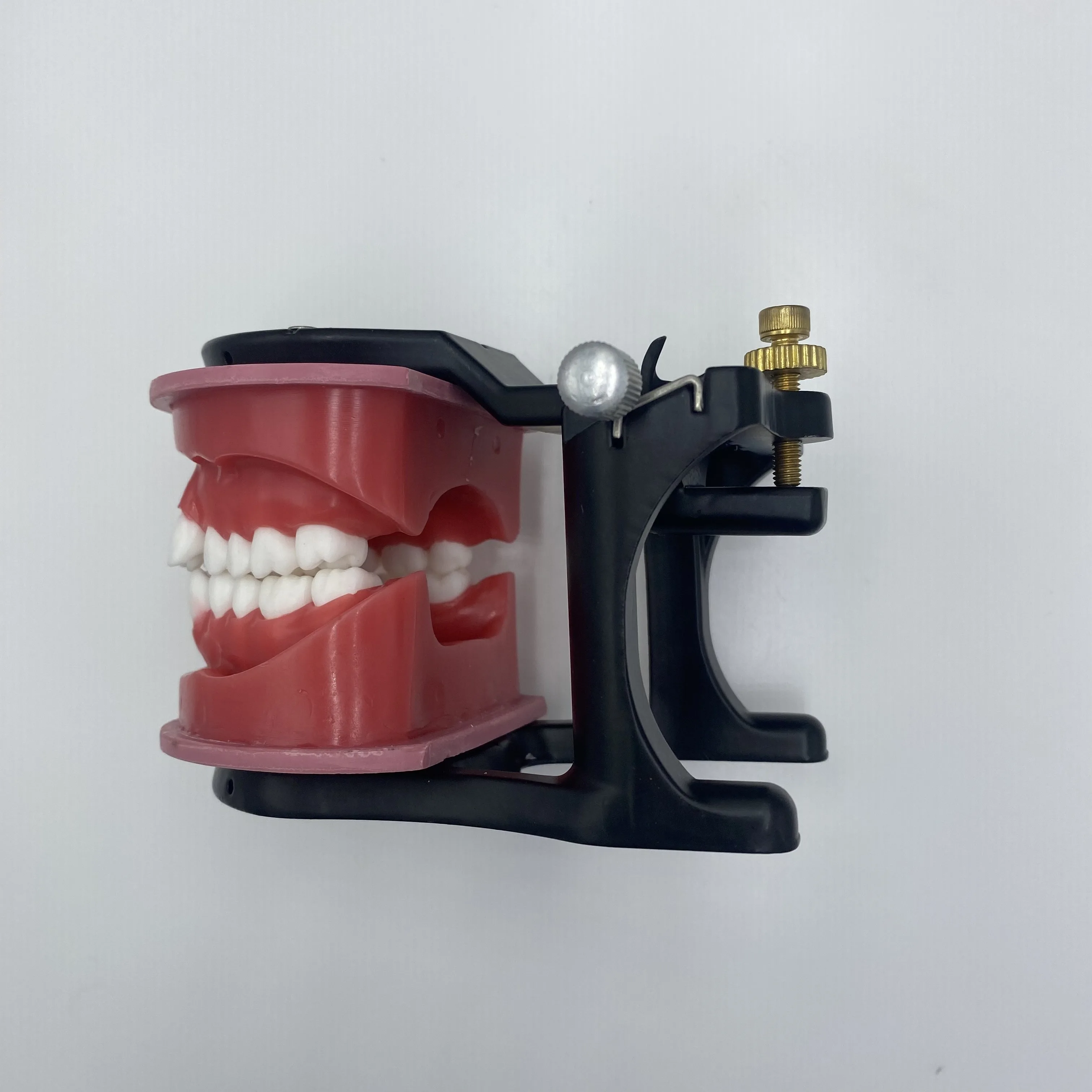 Dental Jaw Typodont Implant Model Various Custom Typodont Supply - Buy ...
