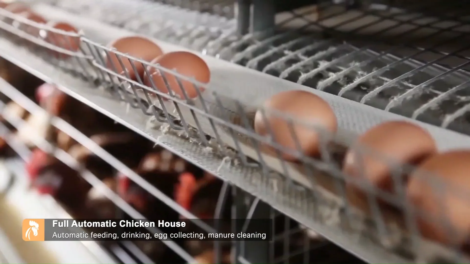 Modern Design Automatic Poultry House Farm Equipment For 10000 Chickens ...