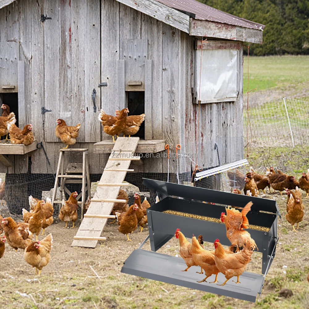 Treadle Chicken Feeders - Efficient Automatic Feeding