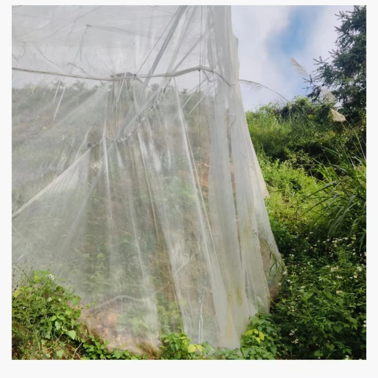 HDPE+UV 40-50 Mesh Breathable Insect Netting Agricultural Greenhouses ...