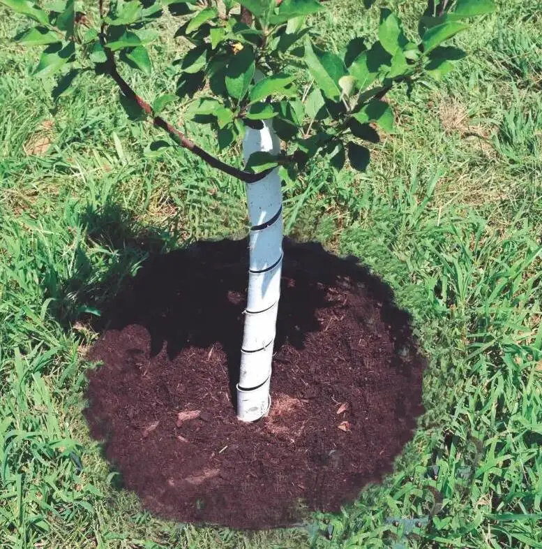 White Spiral Plastic Tree Guards - Protect Your Saplings