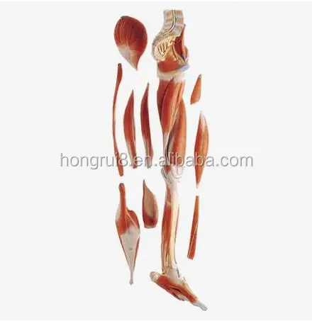 Life Size Lower Limb Muscle Model,Anatomical Model Of Leg Muscles - Buy ...