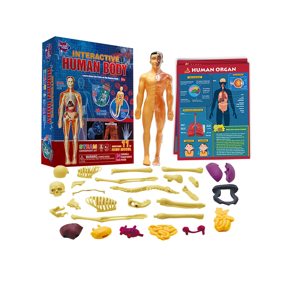 Kids Anatomy Toys Interactive Human Body Model 3D Anatomy Kit Removable ...