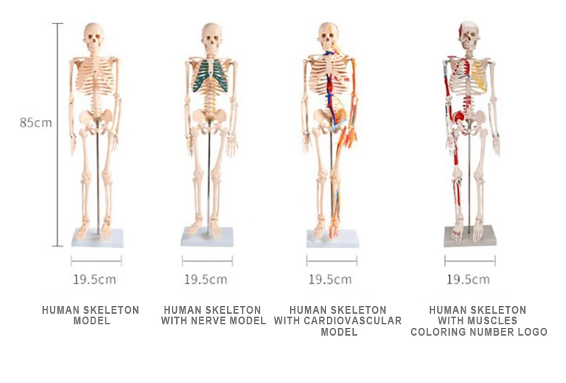 Unbreakable 180cm Life-Size PVC Adult Plastic Human Skeleton Model for ...