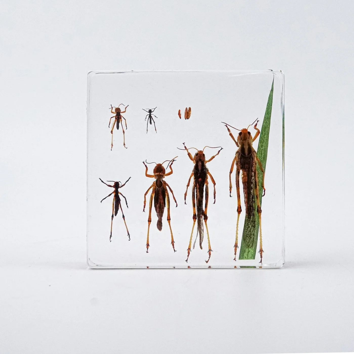 Real Life Cycle of Grasshopper in Resin - Educational Aid