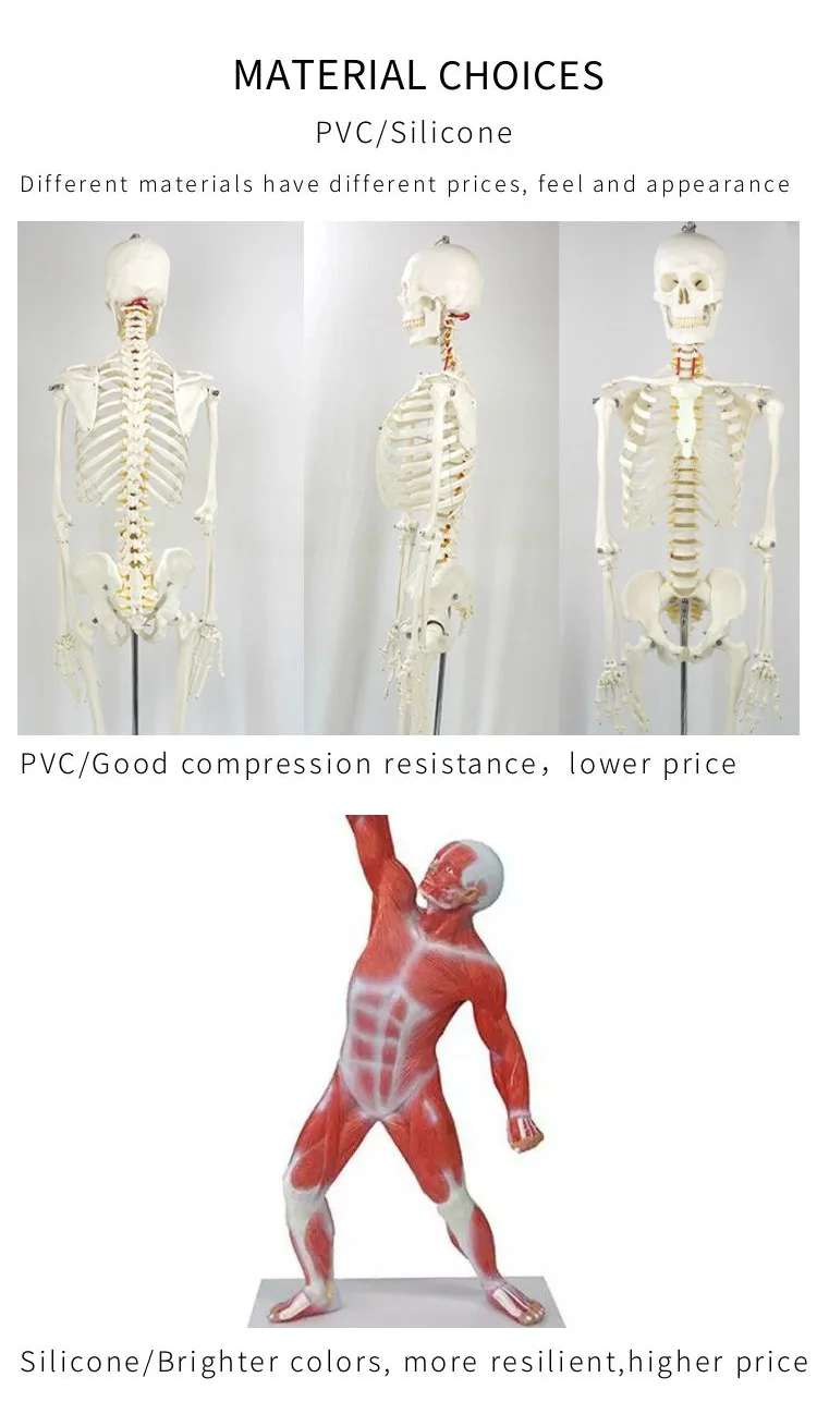 New Arrival Skeleton Model Body Skeleton Model China Biology Teaching ...