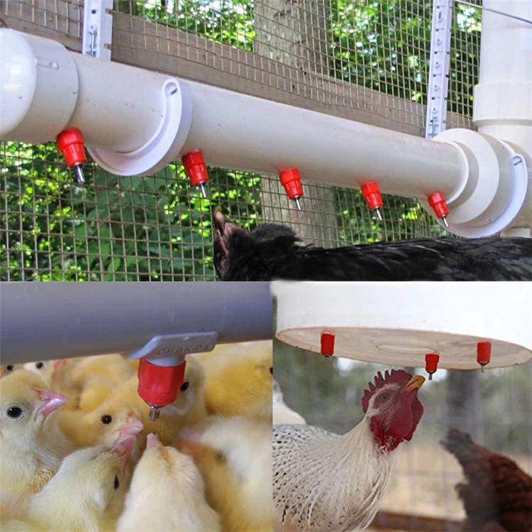 Automatic Chicken Drinker - Efficient Poultry Equipment