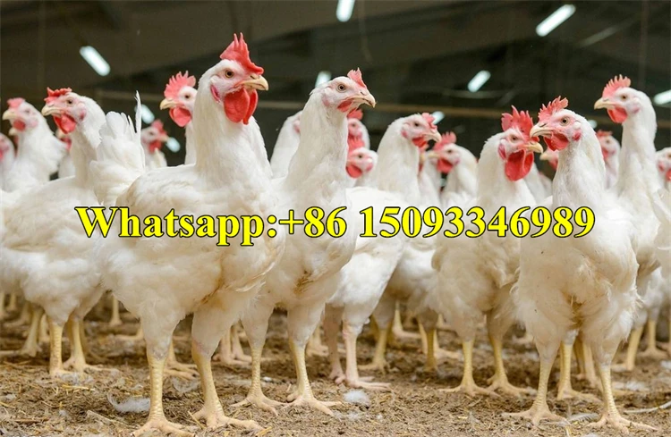 Automatic Chicken Vacuum Lung Kidney Suction Machine