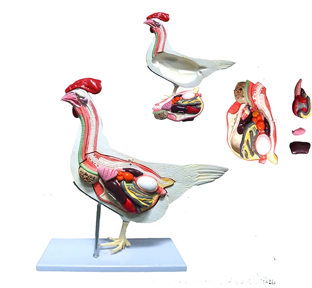 YA/B024 Life Size Chicken Anatomical Model the Hen Anatomy Model ...