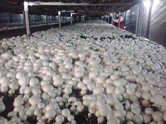 40ft Smart Farm Container Vertical Farming Hydroponic Systems Button ...