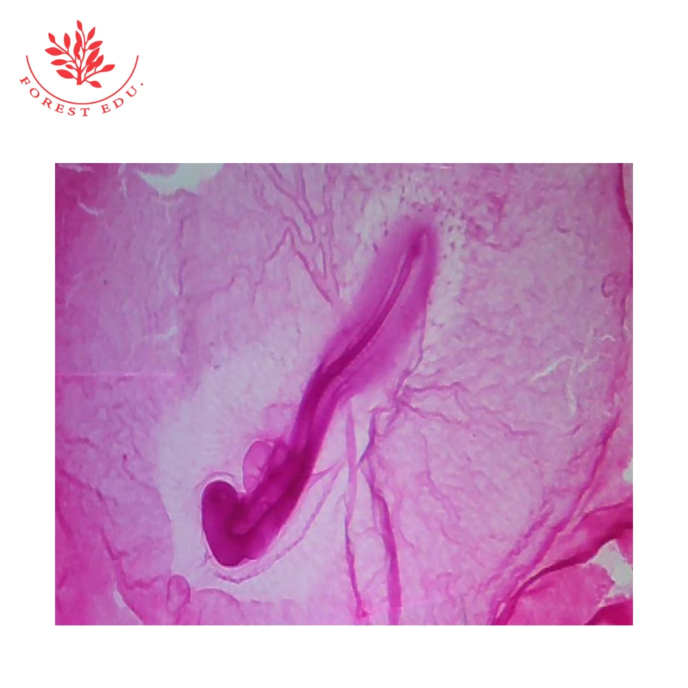 Chick Embryology Microscope Slide Set - 18pcs Prepared Slides