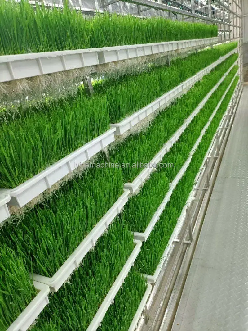 Greenhouse Hydroponics Fodder Container Systems for Growing Barely ...