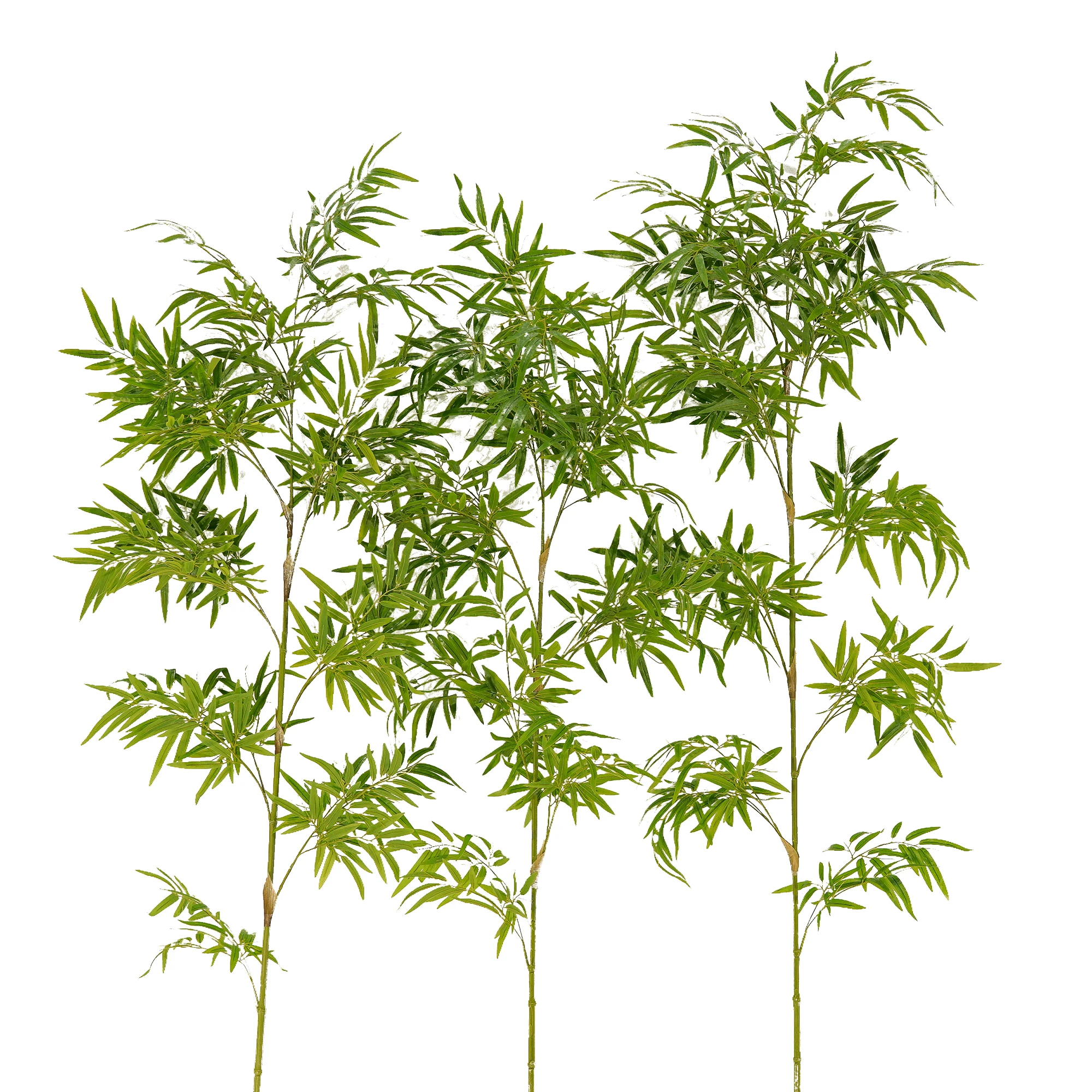 Single Bamboo Tree