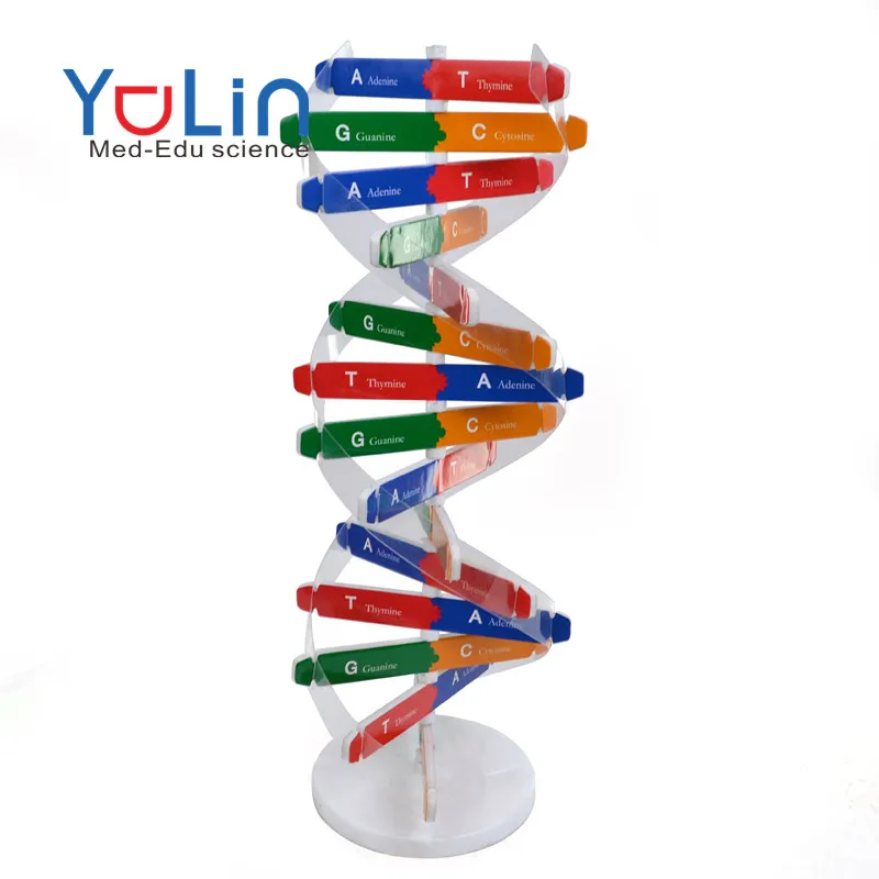 DNA Model Double Helix Model Component Human Genes DNA Molecular Kit ...