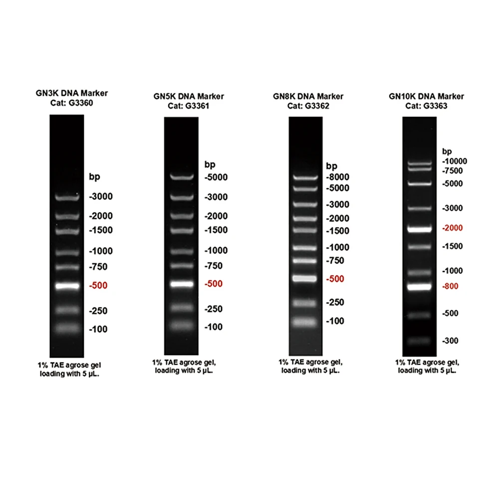 Laboratory Reagent 10 Strands Double Stranded DNA Blue GN8K DNA Marker ...