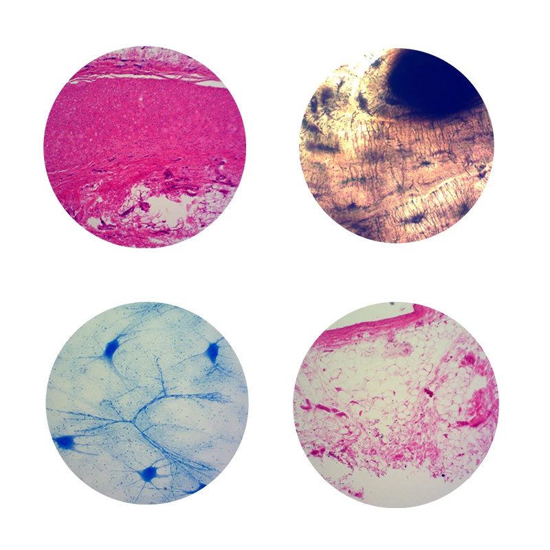 Human Histology Equipment Laboratory Scientific Research Microscope ...