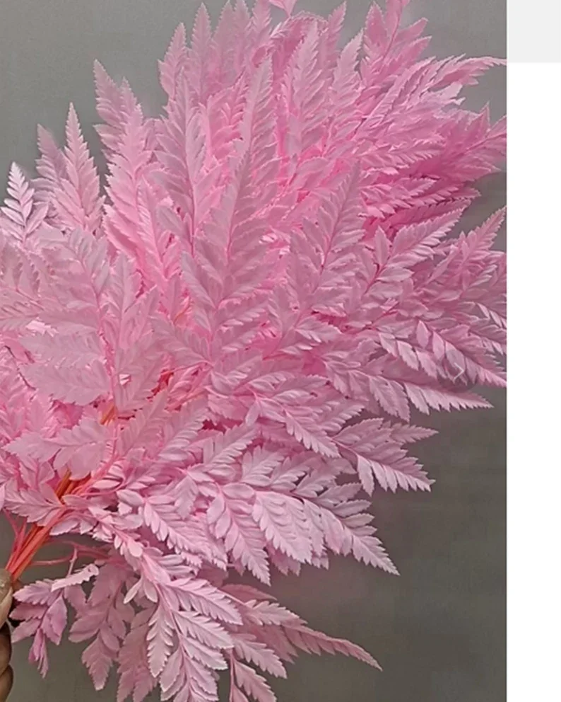 High Quality Real Preserved Flower Natural Dried Fern Leaf Dried ...