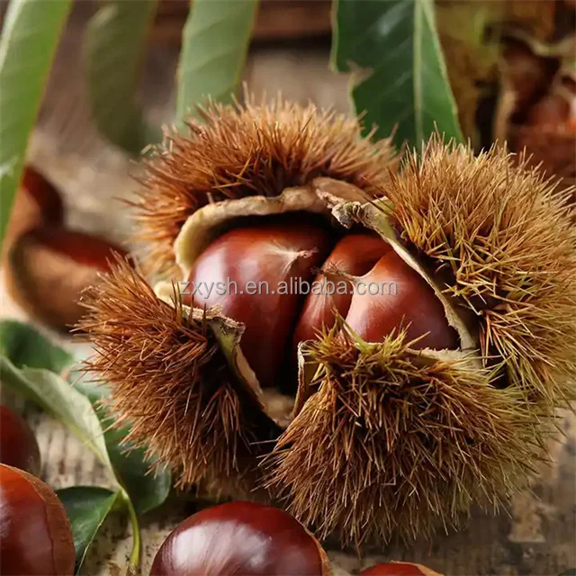 Wholesale Chinese Peeled Frozen Chestnut - Buy Frozen Roasted Chestnuts ...