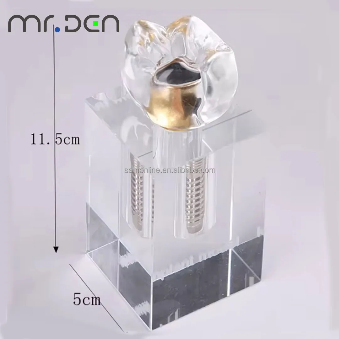 Mr.Den Hot Sales Dental Products Crystal Implant Removable Teeth Model ...