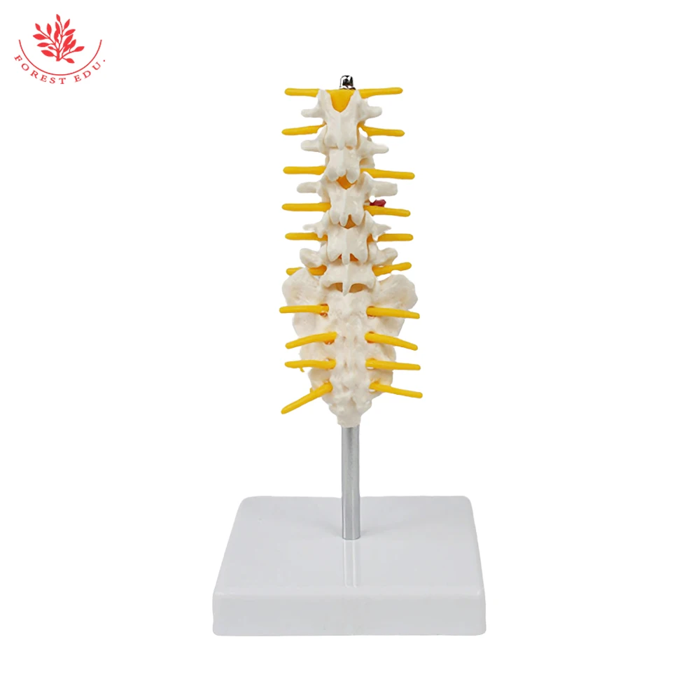Medium-Sized Lumbar Spine Model Lumbar Vertebrae Include Sacrum ...